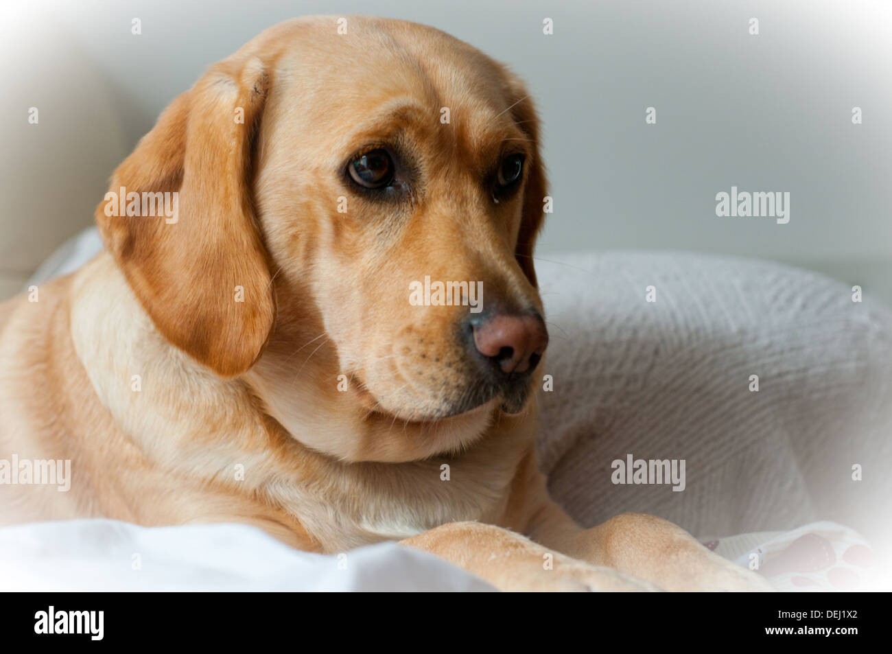 Fat labrador hi-res stock photography and images - Alamy