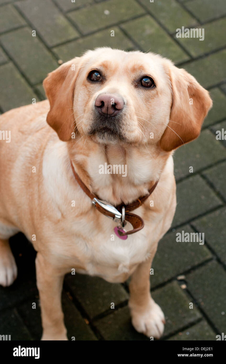 Fat golden retriever dog hi-res stock photography and images - Alamy