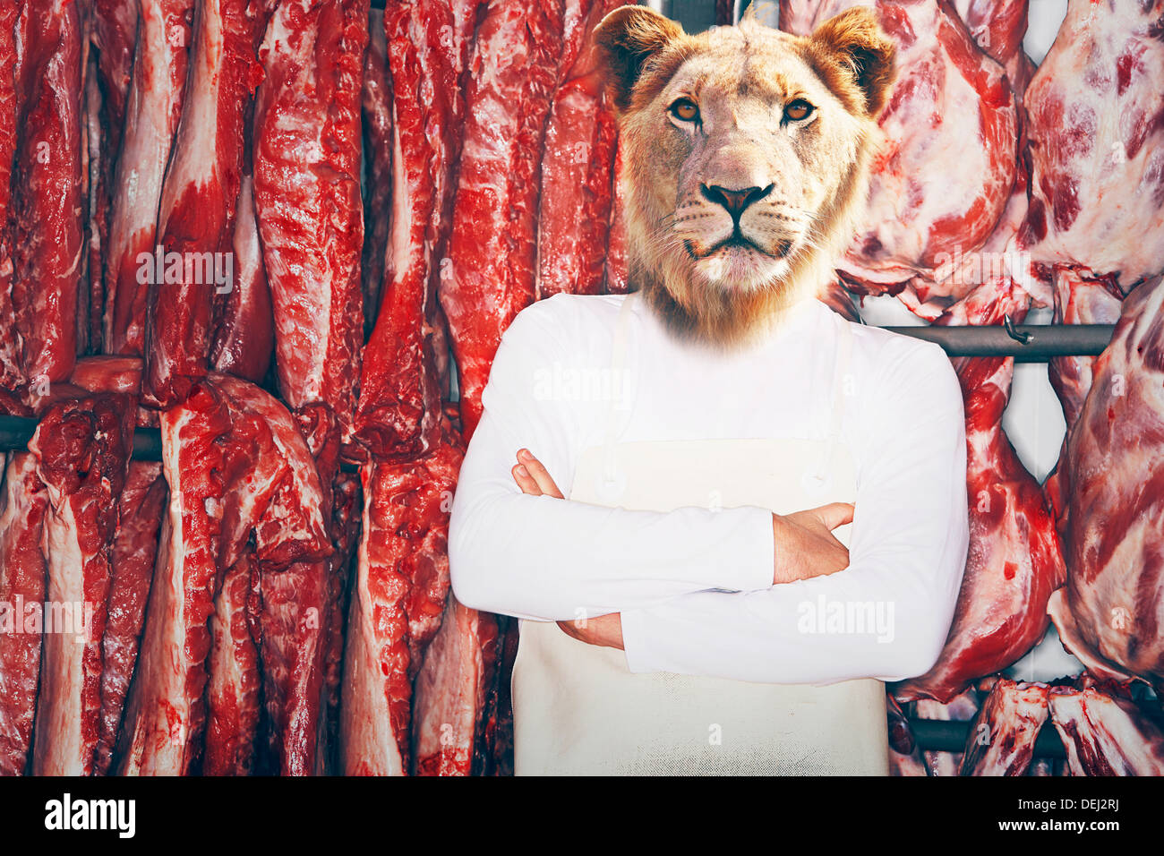 Butcher with a lion head with arms folded standing front red meat Stock ...