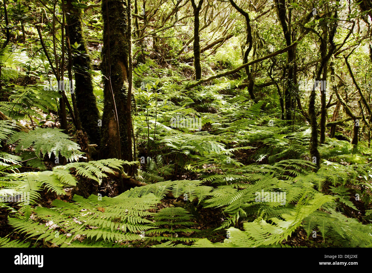 Subtropical species hi-res stock photography and images - Alamy