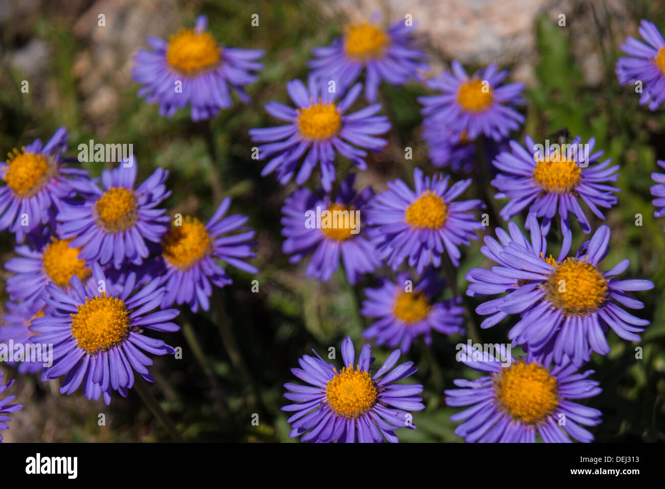 Swiss alpine plant hi-res stock photography and images - Alamy