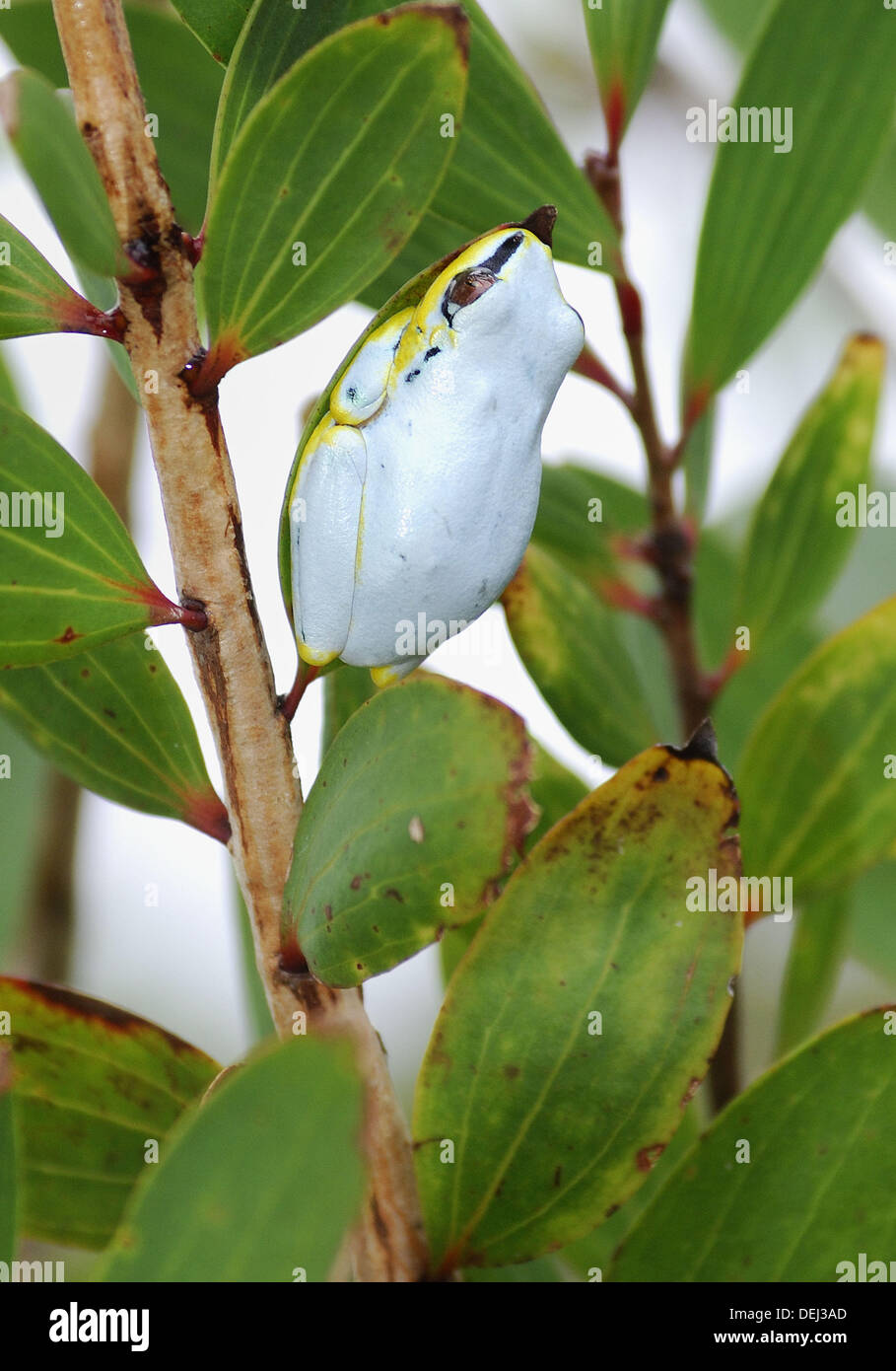 Blue back reed frog hi-res stock photography and images - Alamy