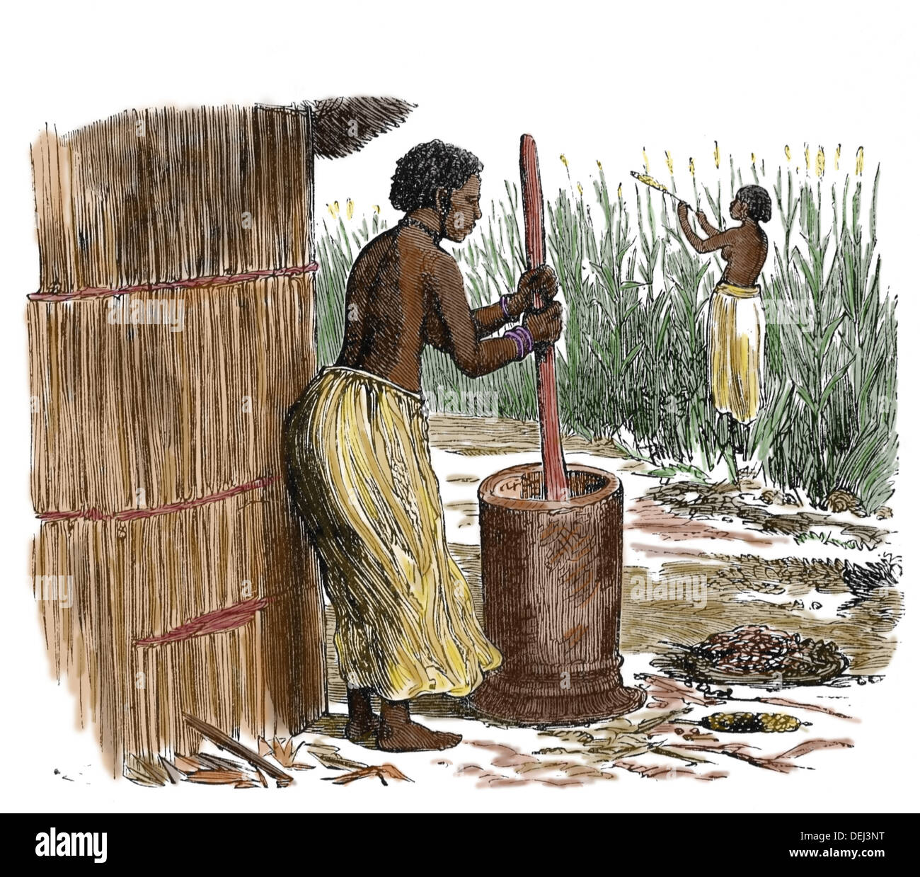 Africa millet Cut Out Stock Images & Pictures - Alamy