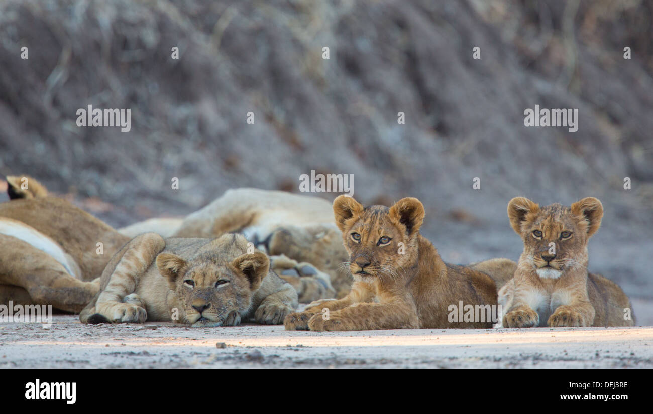 African lion cubs hi-res stock photography and images - Alamy