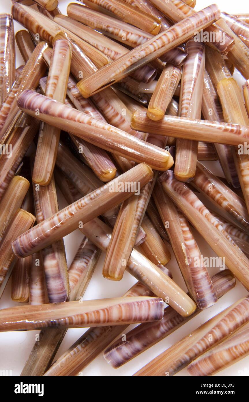 Shell fish farming hi-res stock photography and images - Alamy