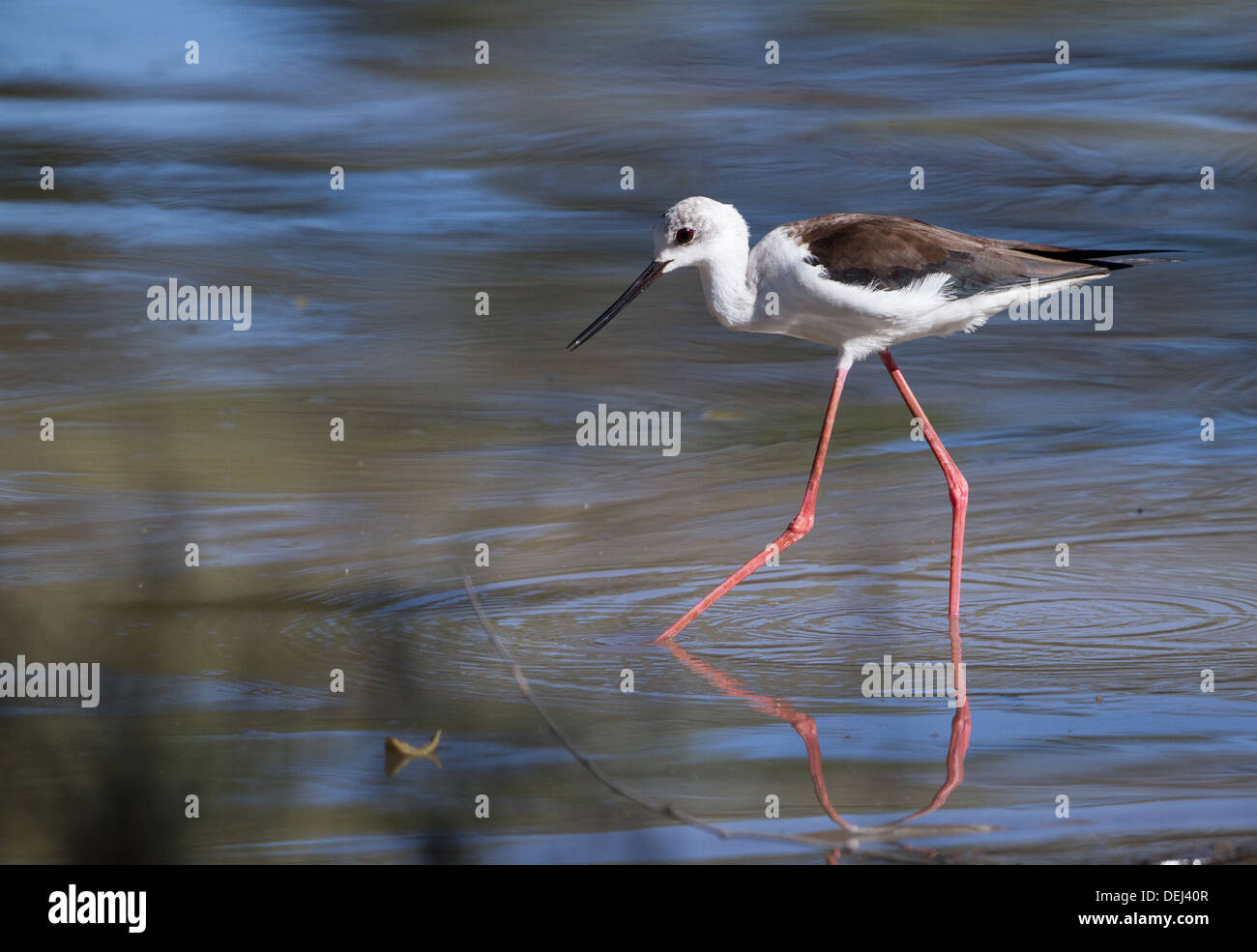 Stilt pools hi-res stock photography and images - Alamy