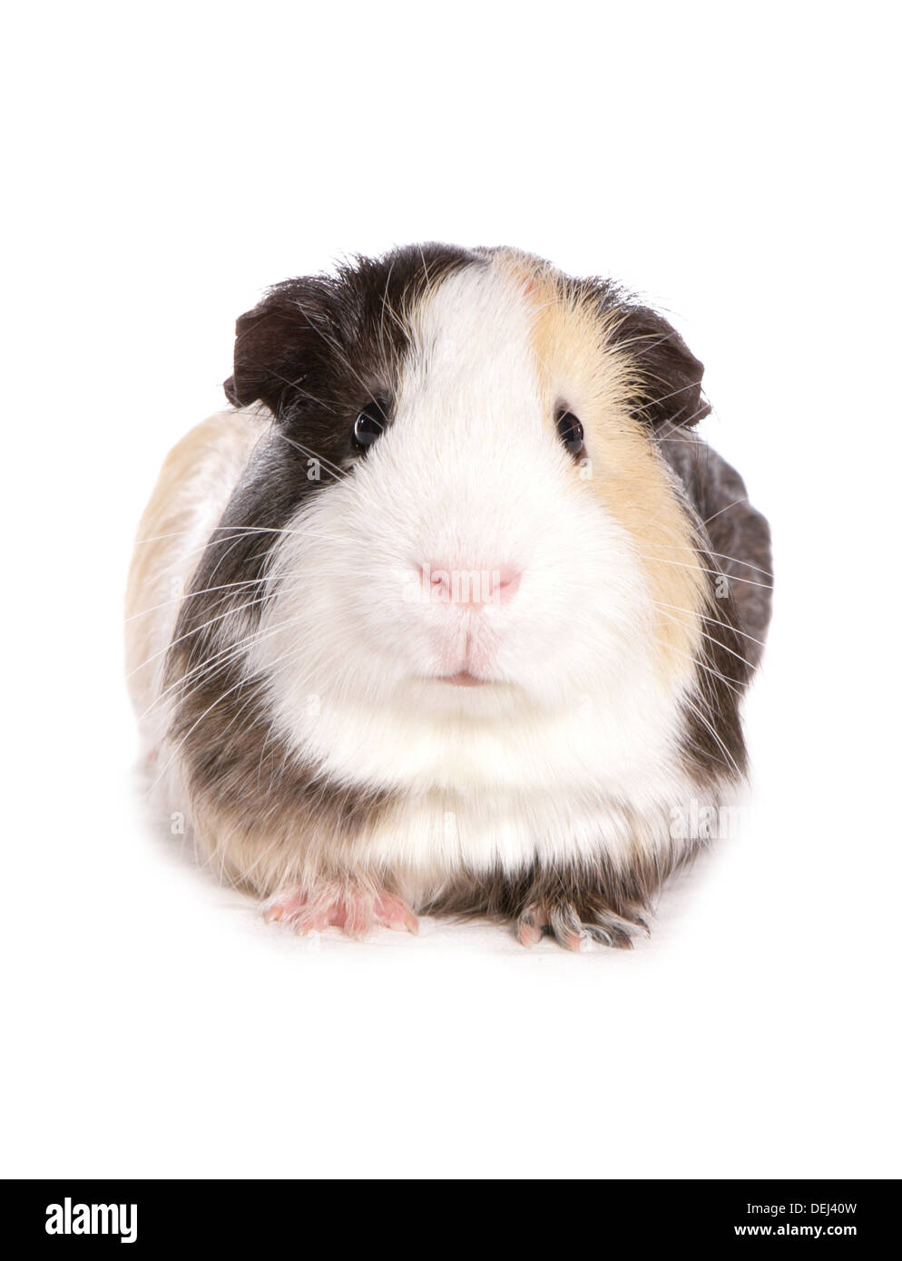 Tri colour guinea pig in a studio Stock Photo - Alamy