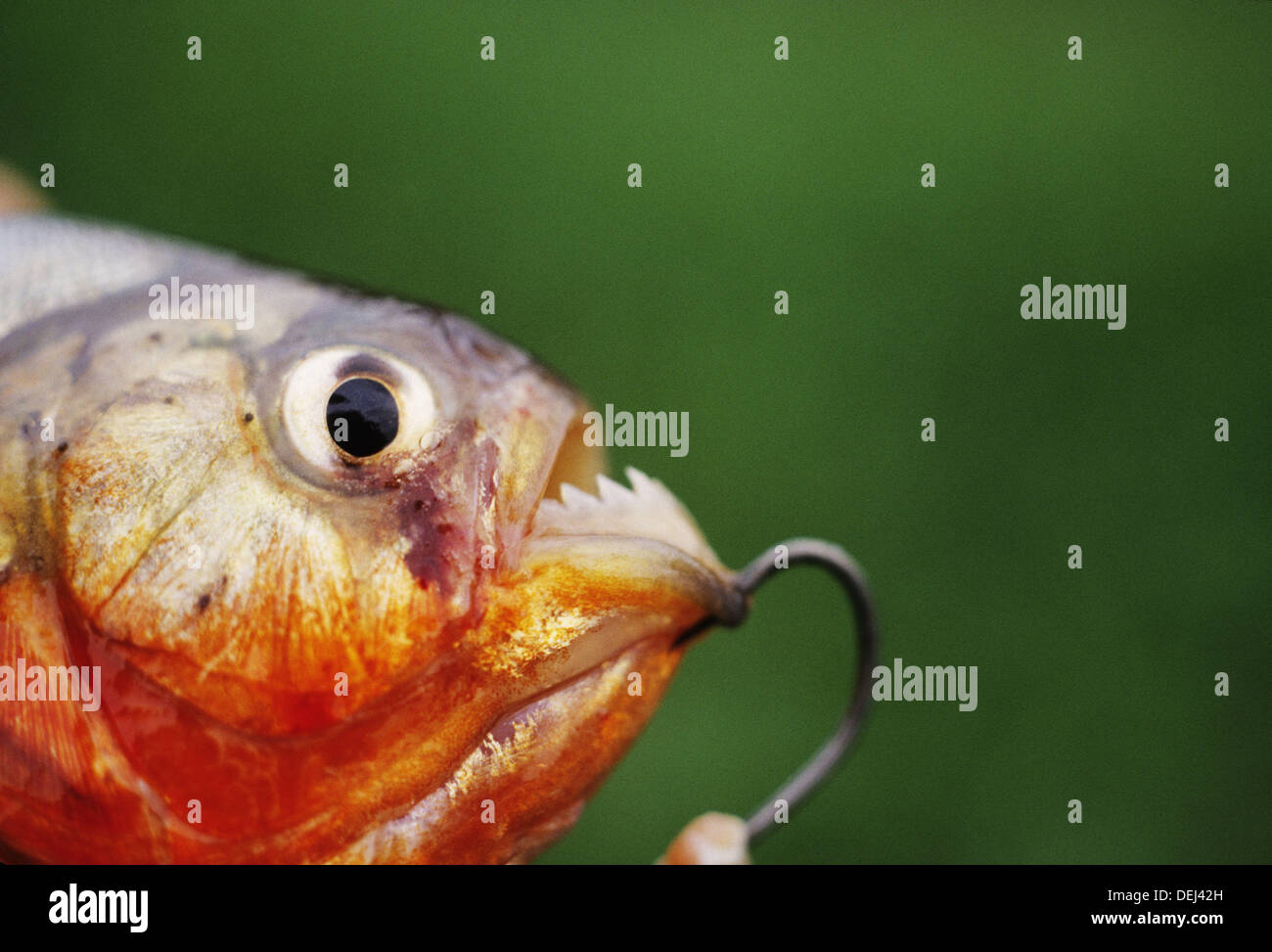 Piranha fish face hi-res stock photography and images - Alamy