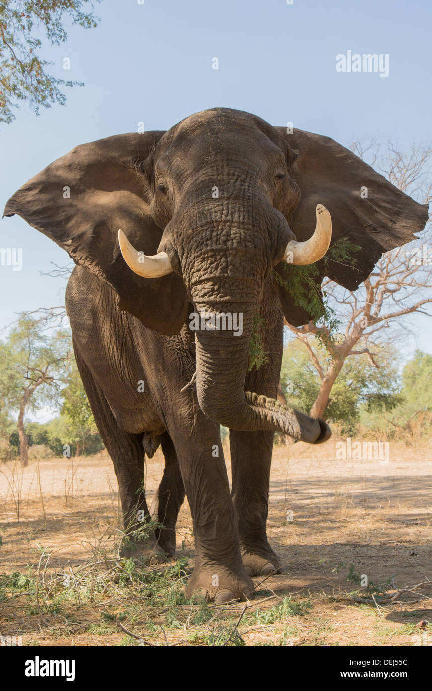 Big Vic up close Stock Photo - Alamy