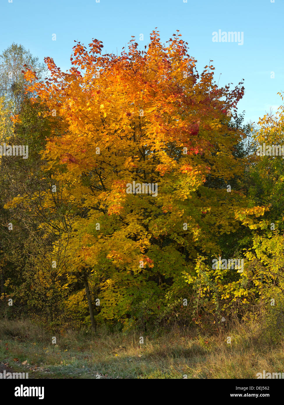 Broadleaf maple trees hi-res stock photography and images - Alamy
