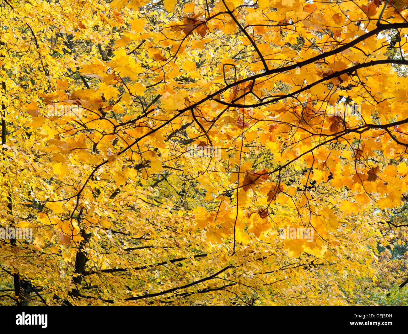 autumn branches of maple tree Stock Photo - Alamy