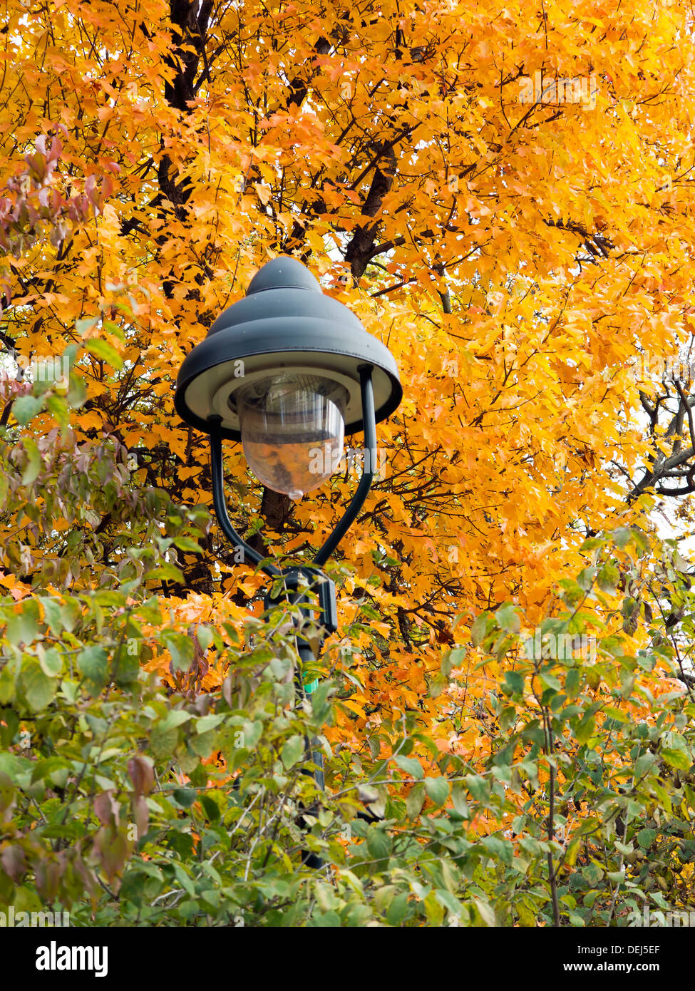 lamp in the autumn leaves Stock Photo - Alamy