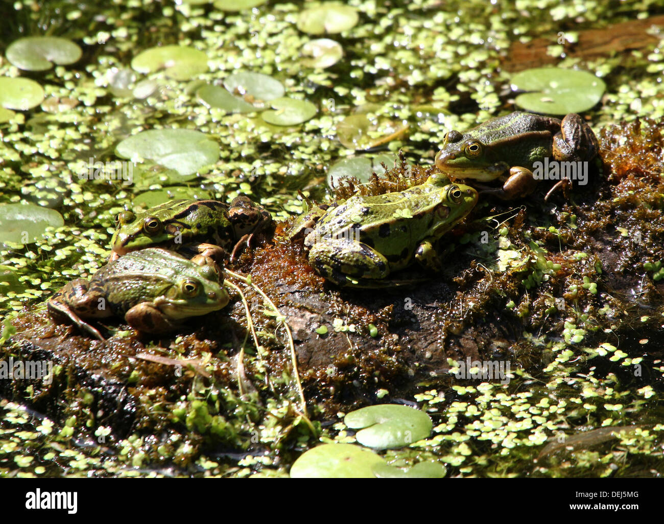 Close-up of a group of 4 Eurasian Marsh Frogs(Pelophylax ridibundus ...