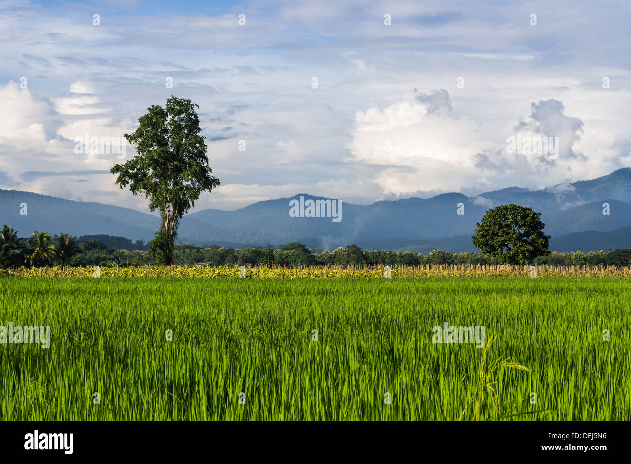 Landscape of rice field in chiang mai, Thailand Stock Photo - Alamy