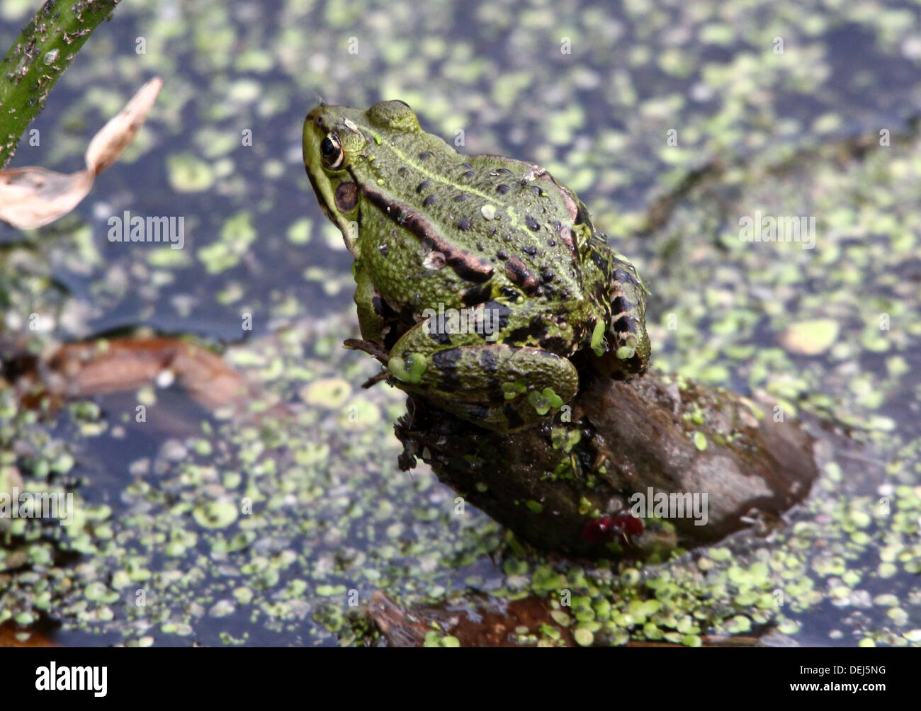 Close-up of a Eurasian Marsh Frog (Pelophylax ridibundus) posing on a ...