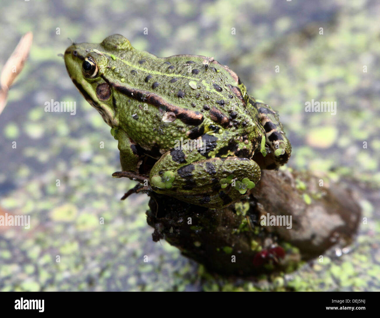 Frog on tree stump hi-res stock photography and images - Alamy
