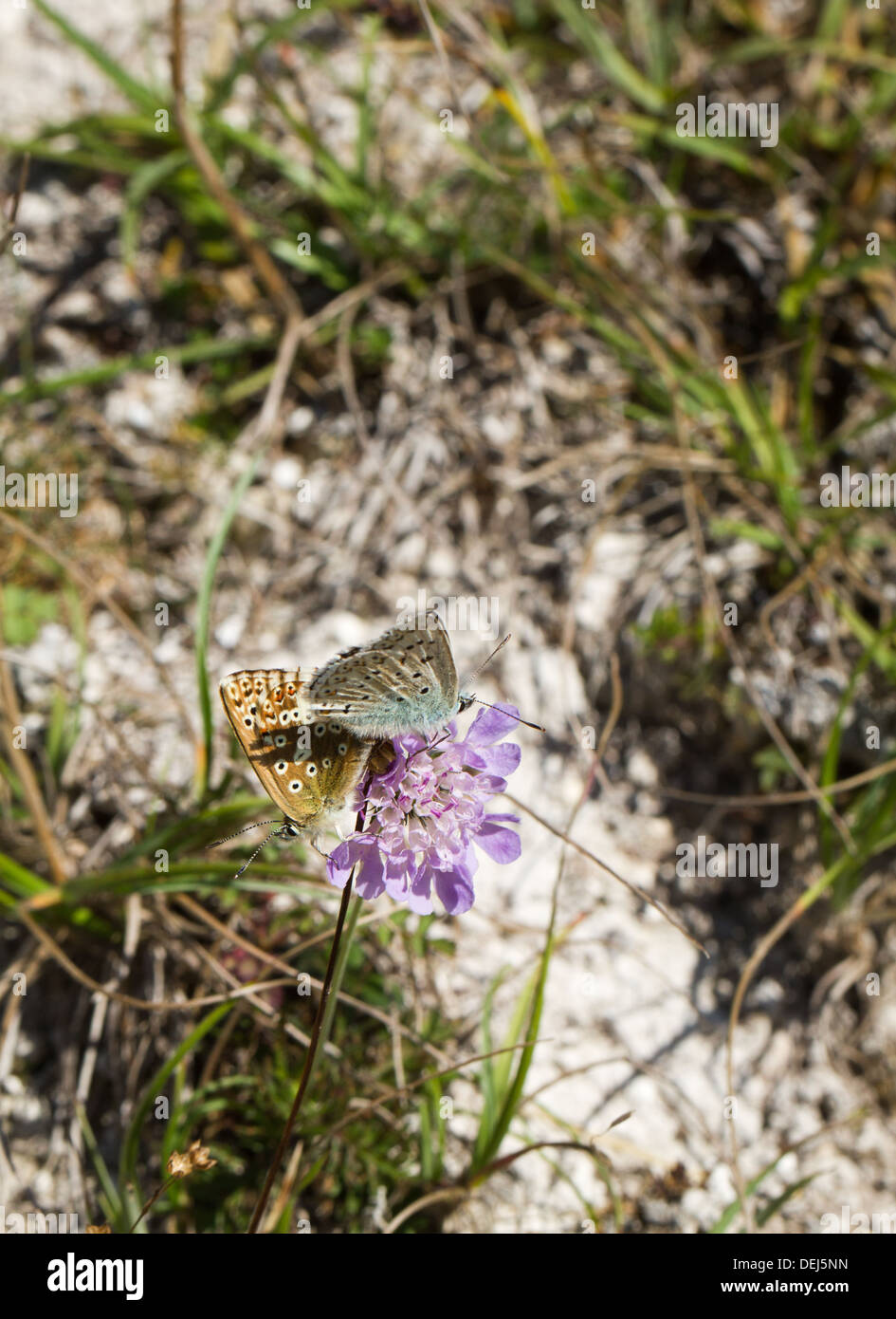 Chalkhill blue butterflies mating, South Downs, Sussex, UK Stock Photo ...