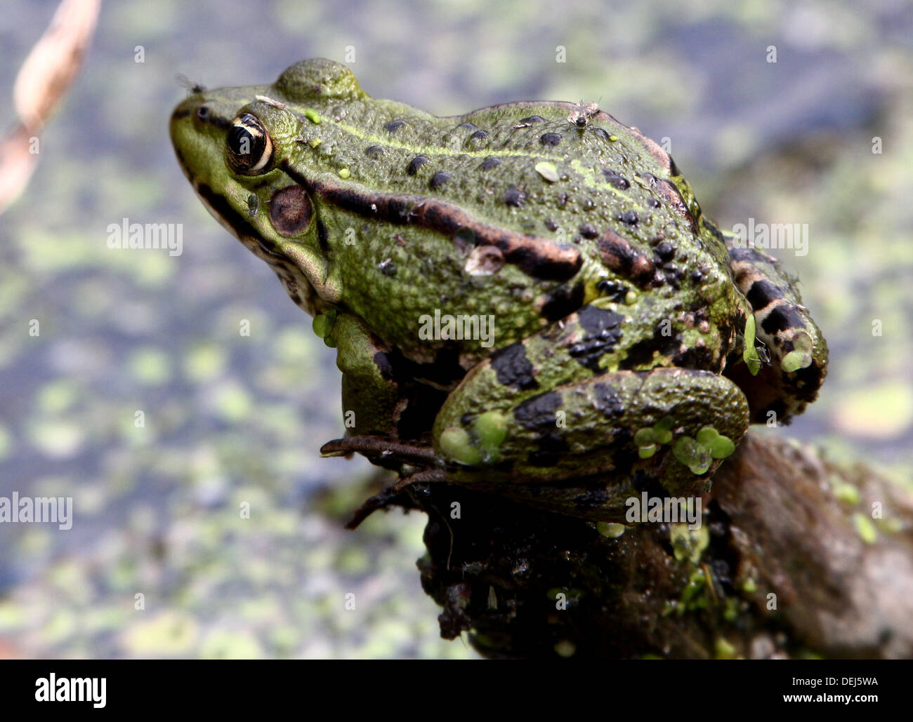 Close-up of a Eurasian Marsh Frog (Pelophylax ridibundus) posing on a ...