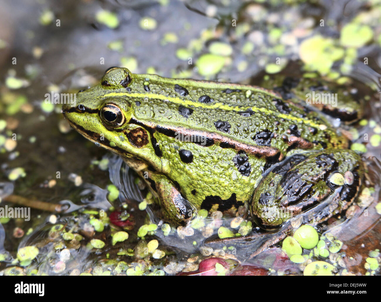 Close-up of a Eurasian Marsh Frog (Pelophylax ridibundus) posing on a ...