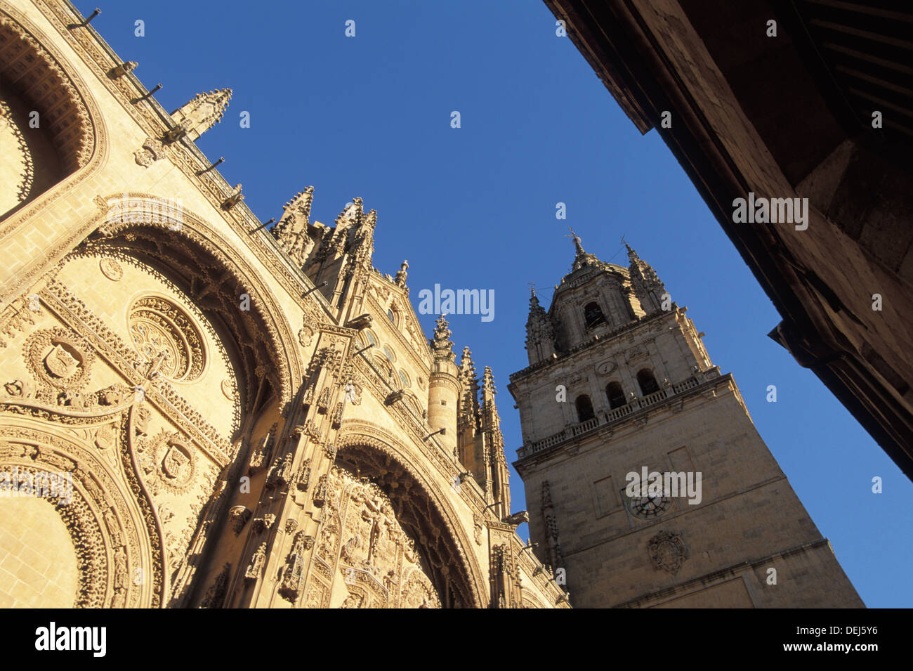 Isabeline hi-res stock photography and images - Alamy