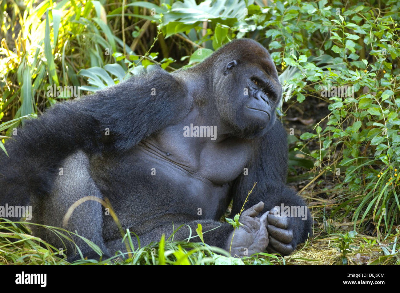 Disney Animal High Resolution Stock Photography and Images - Alamy