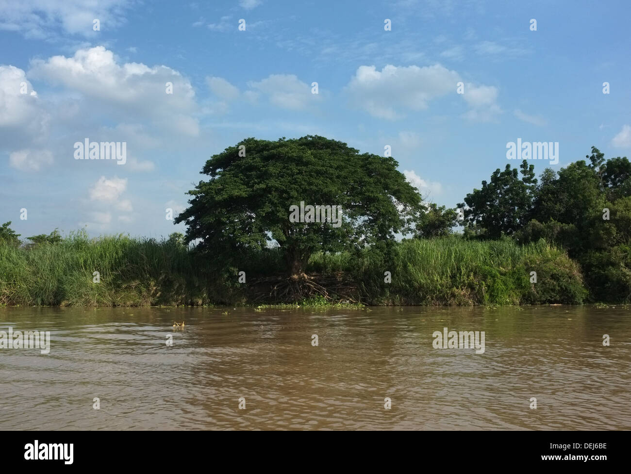 Ayutthaya and tree not buddha hi-res stock photography and images - Alamy