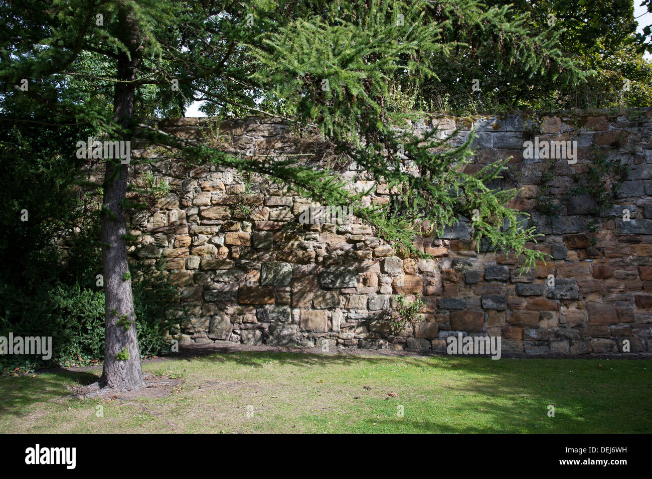Fir tree beside a stone wall casting beautiful shadows Stock Photo - Alamy