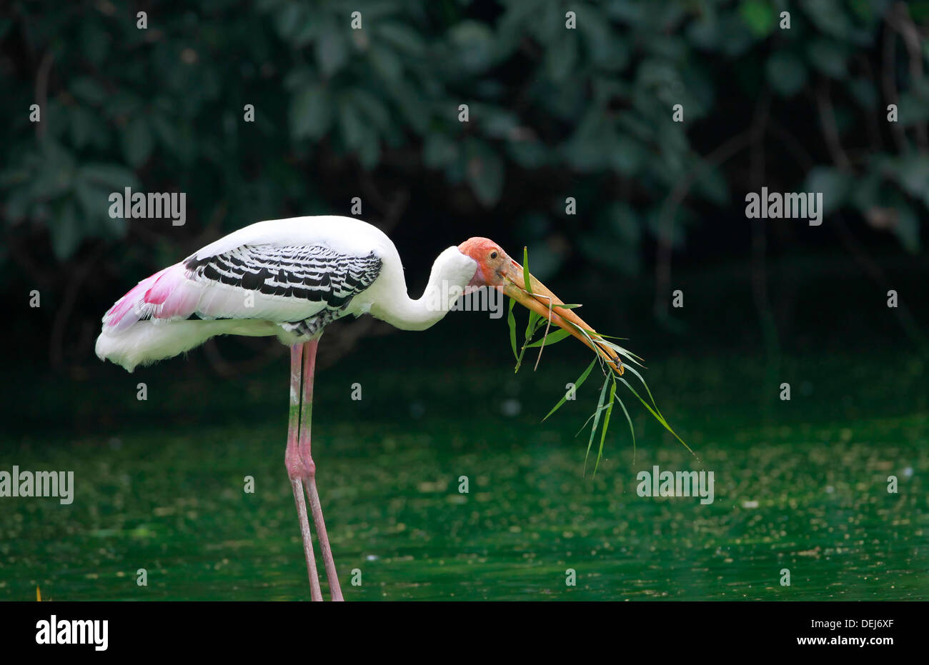 Stork conservation hi-res stock photography and images - Alamy