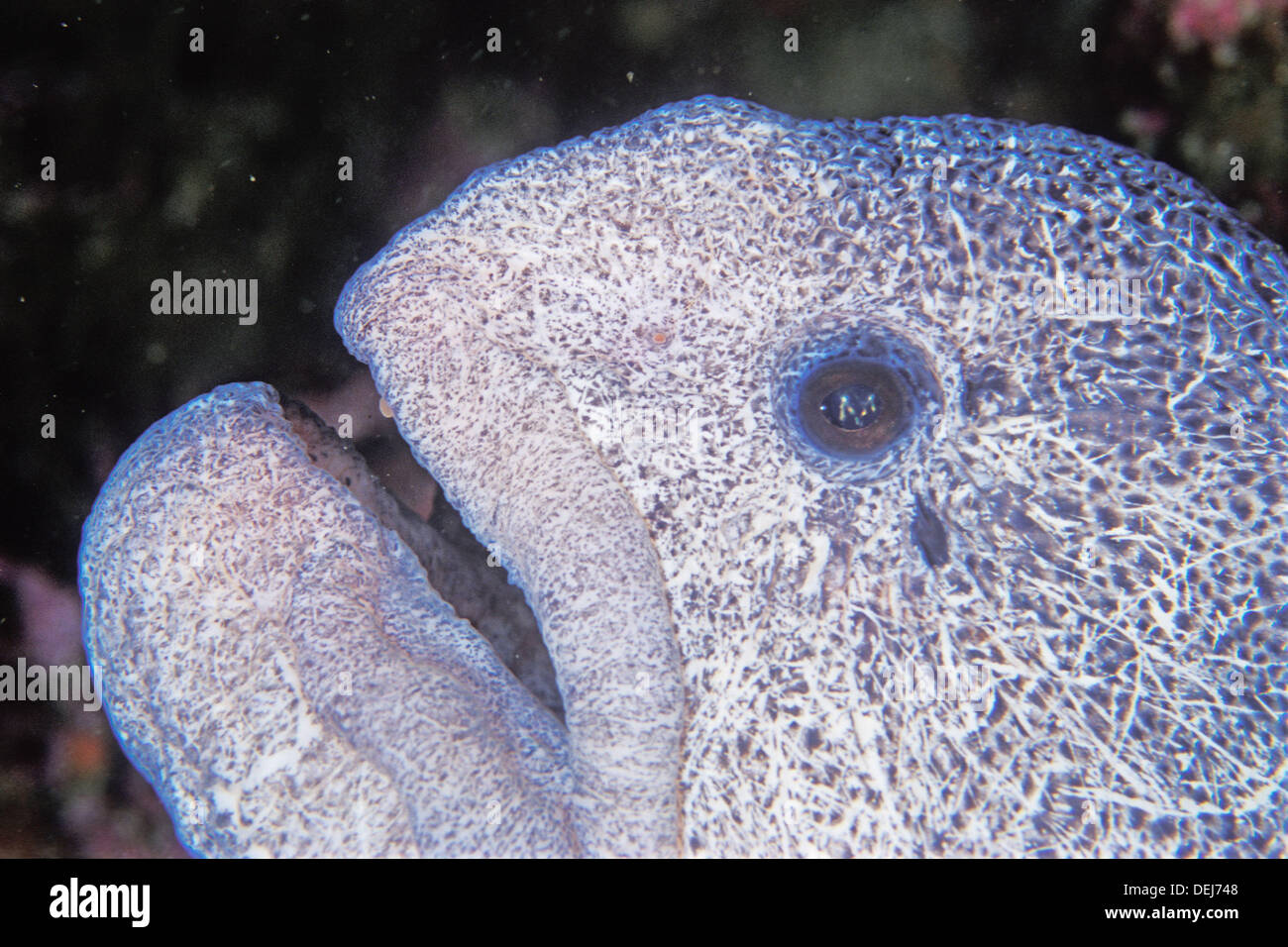 Anarrhichthys Ocellatus Stock Photos & Anarrhichthys Ocellatus Stock ...