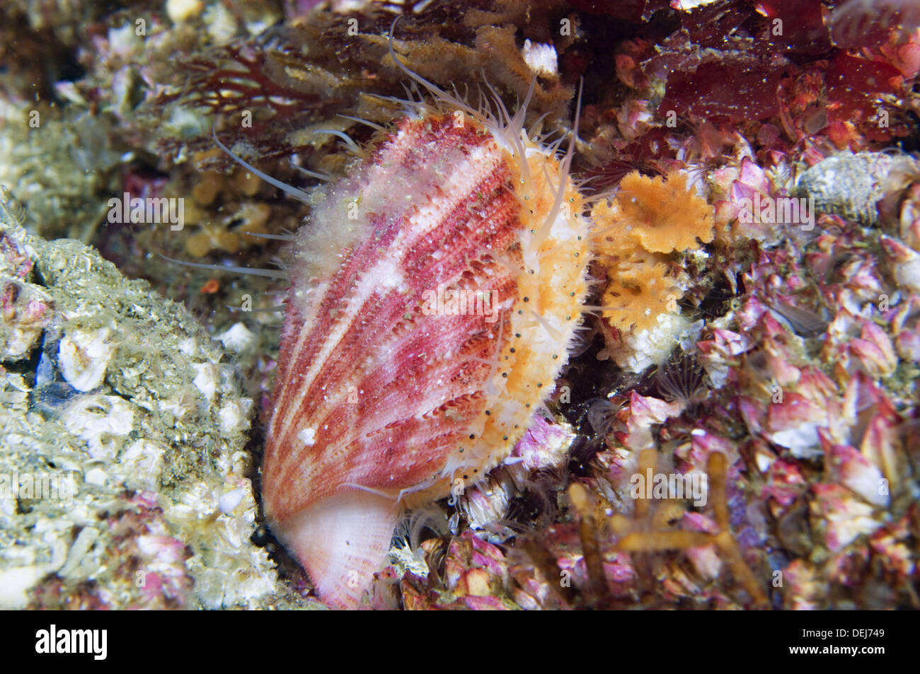 Swimming scallop pink scallop pacific hi-res stock photography and ...