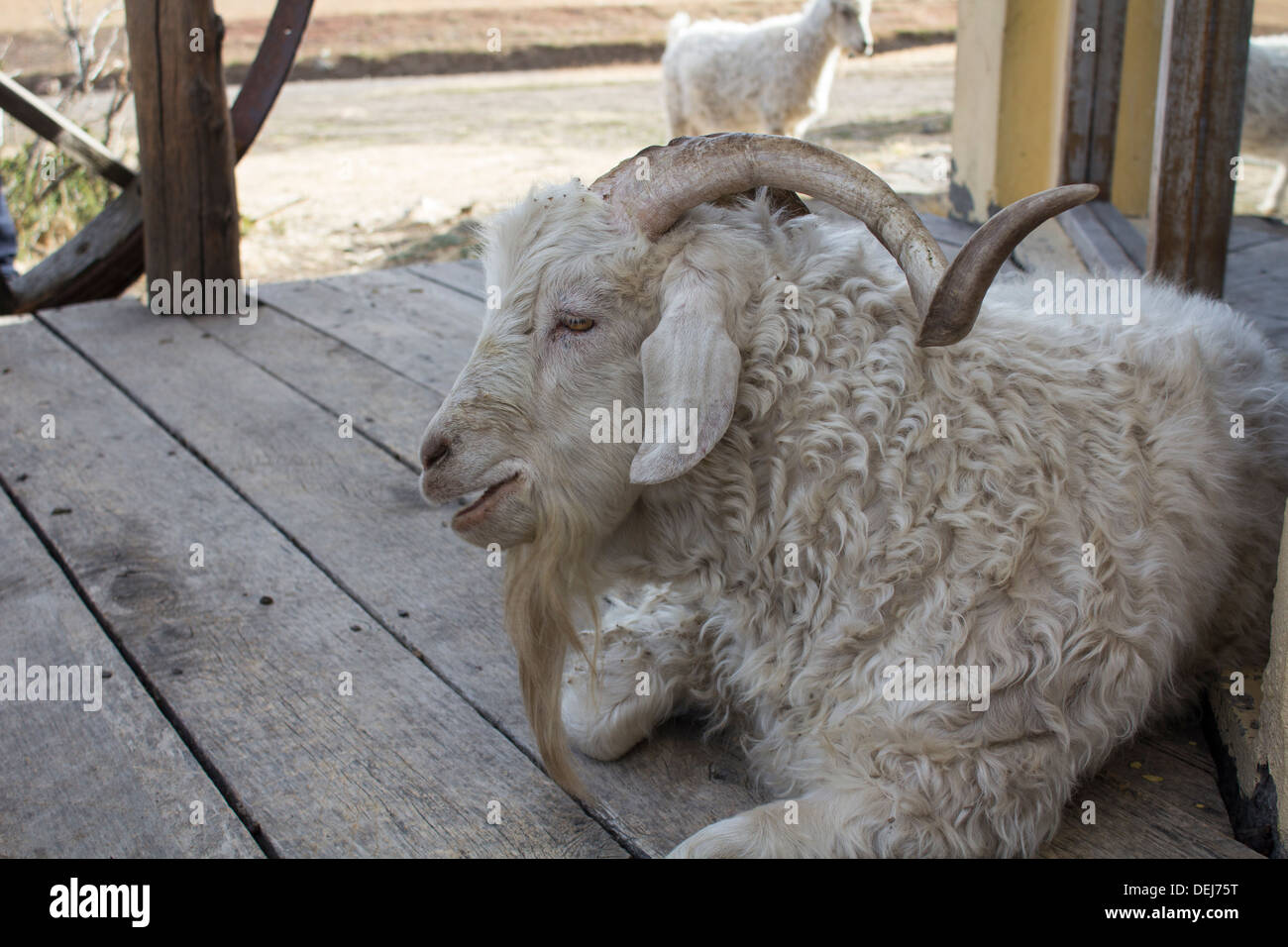Goat at Perito Moreno Glacier, Los Glaciares National Park, Argentina ...