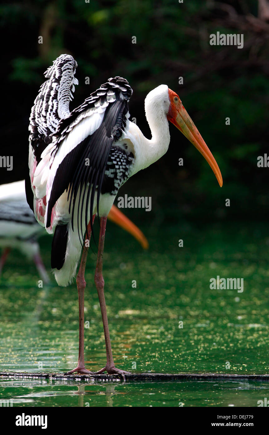 Painted stork standing in water Stock Photo - Alamy