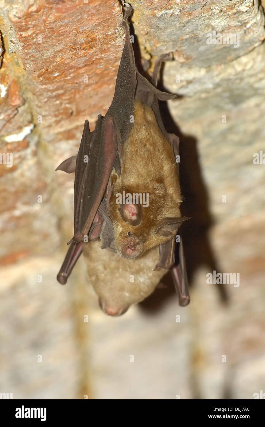 Horseshoe Bat (Rhinolophus sp.). Sierra Madrona, Ciudad Real province ...