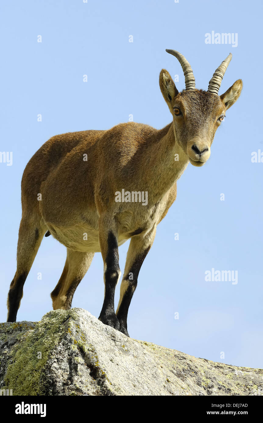 Spanish Ibex