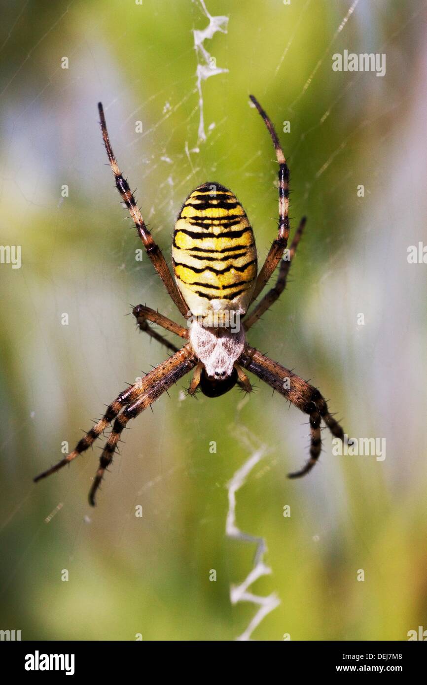 Zebra spider web hi-res stock photography and images - Alamy