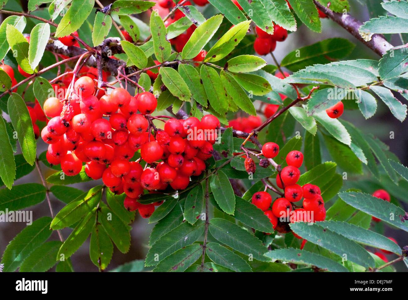 Mountain ash berries hi-res stock photography and images - Alamy
