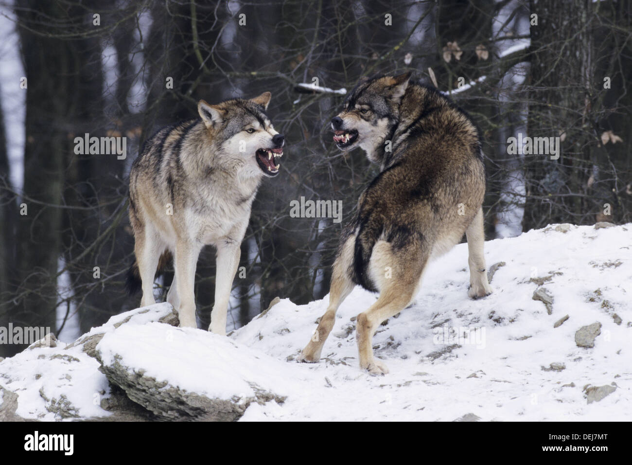 Two fighting wolves hi-res stock photography and images - Alamy
