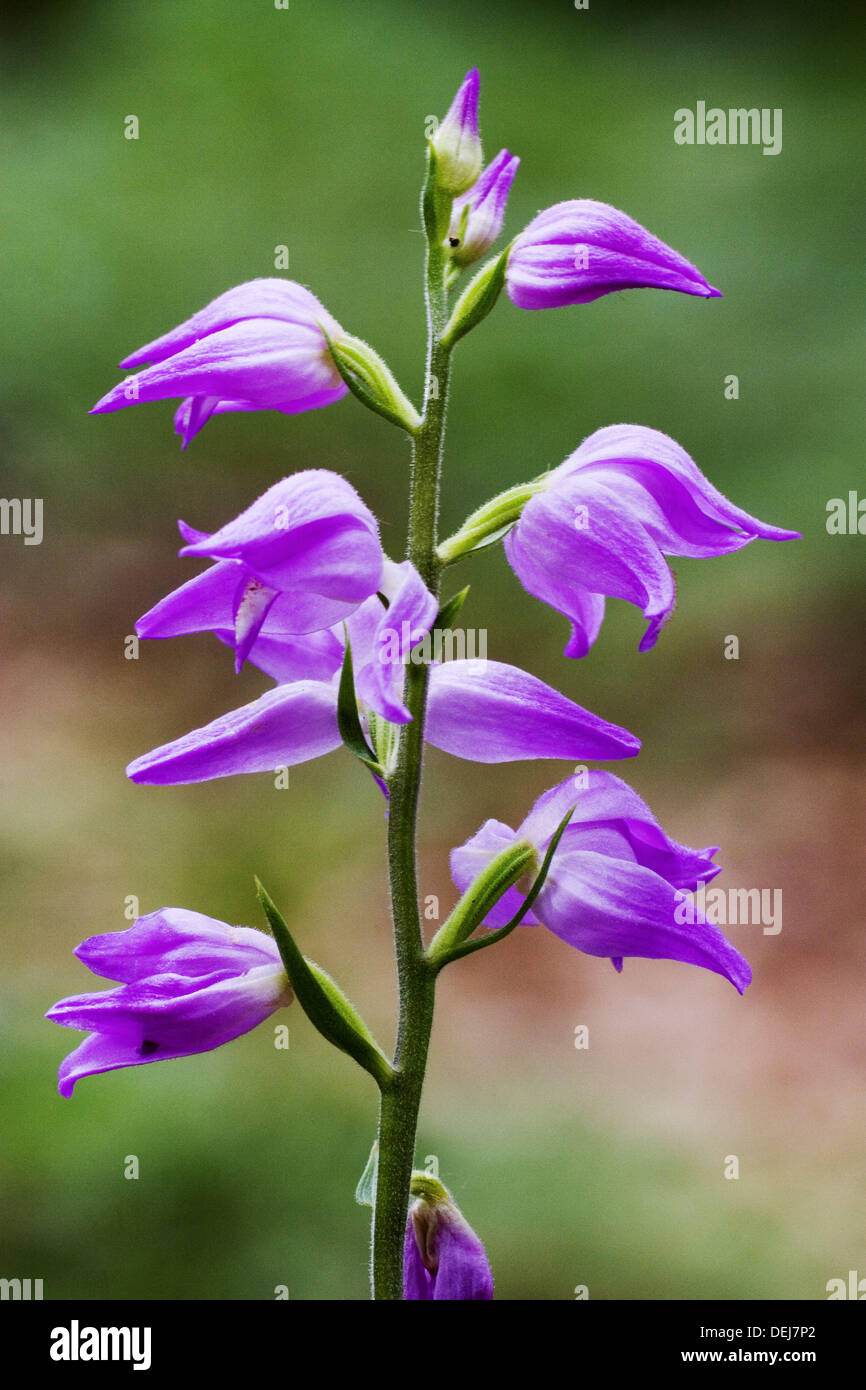 Cephalanthera rubra hi-res stock photography and images - Alamy