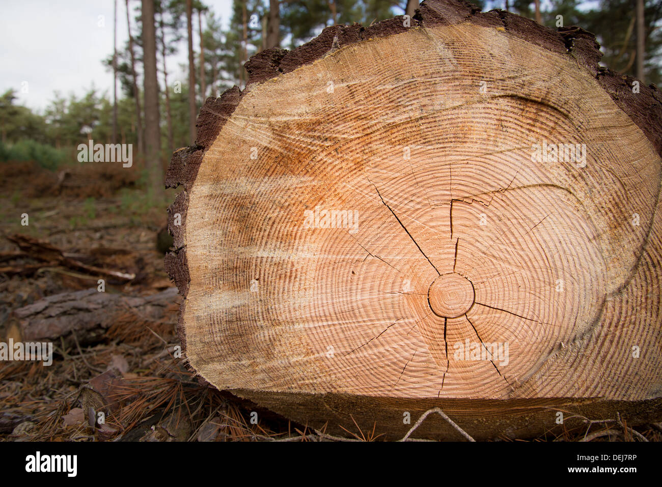 Oak wood log hi-res stock photography and images - Alamy
