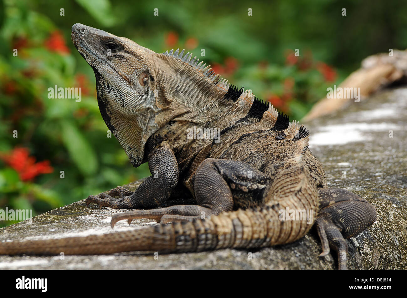 Common iguana (Iguana iguana),Common Iguana at mexico Stock Photo - Alamy