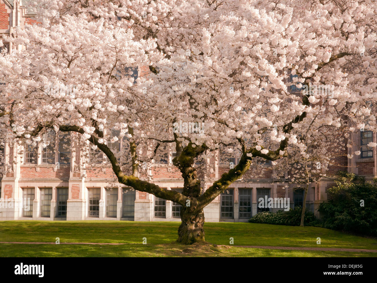WASHINGTON - Cherry trees in bloom on the Quad of the University of ...
