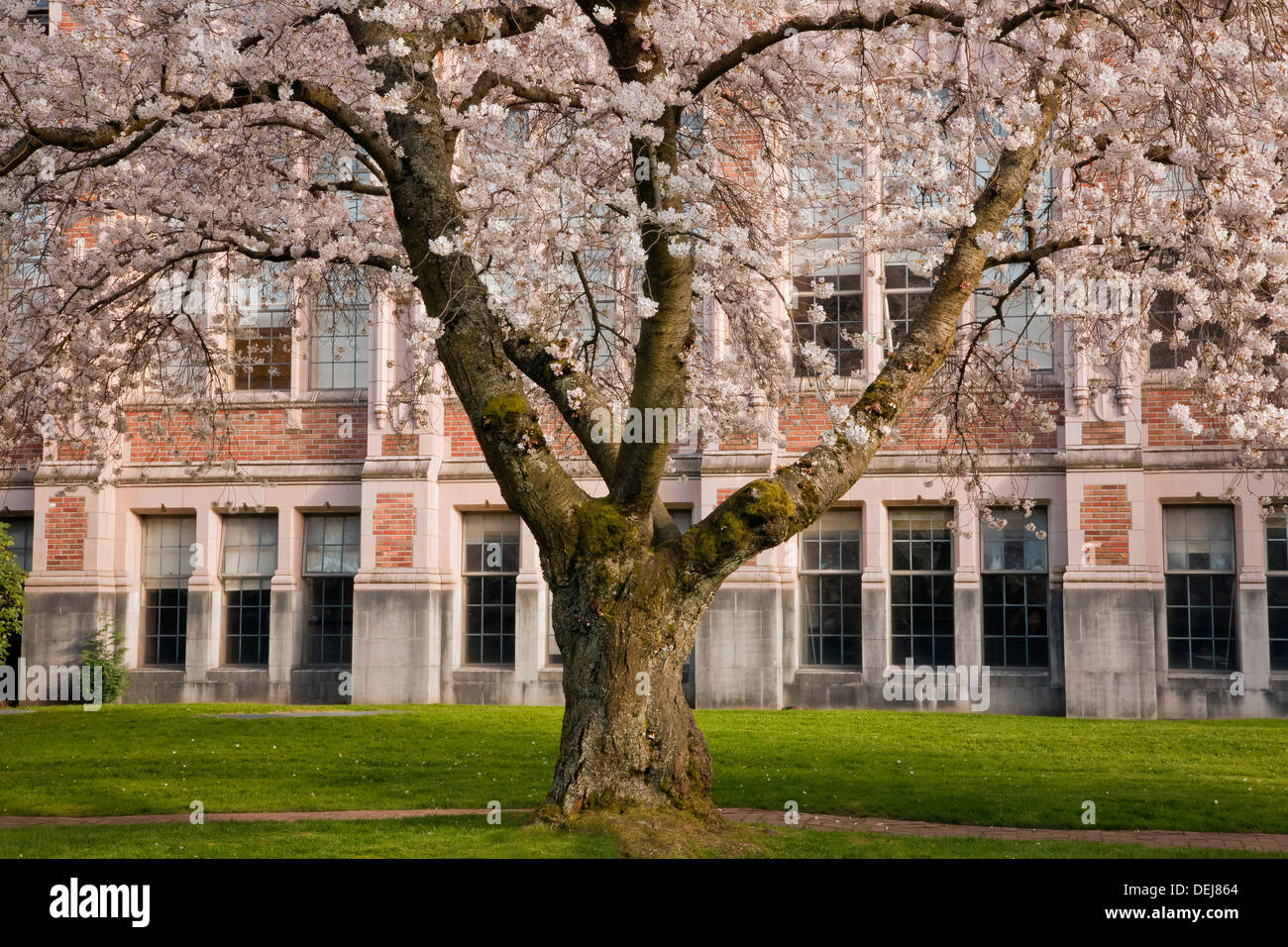 WASHINGTON - Cherry trees in bloom on the Quad of the University of ...