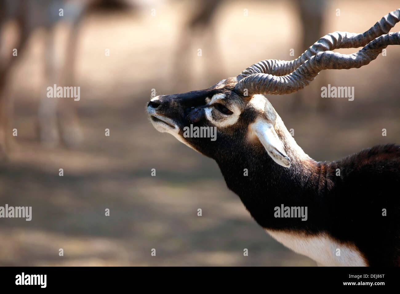 Blackbuck Antelope Rajasthan High Resolution Stock Photography and ...