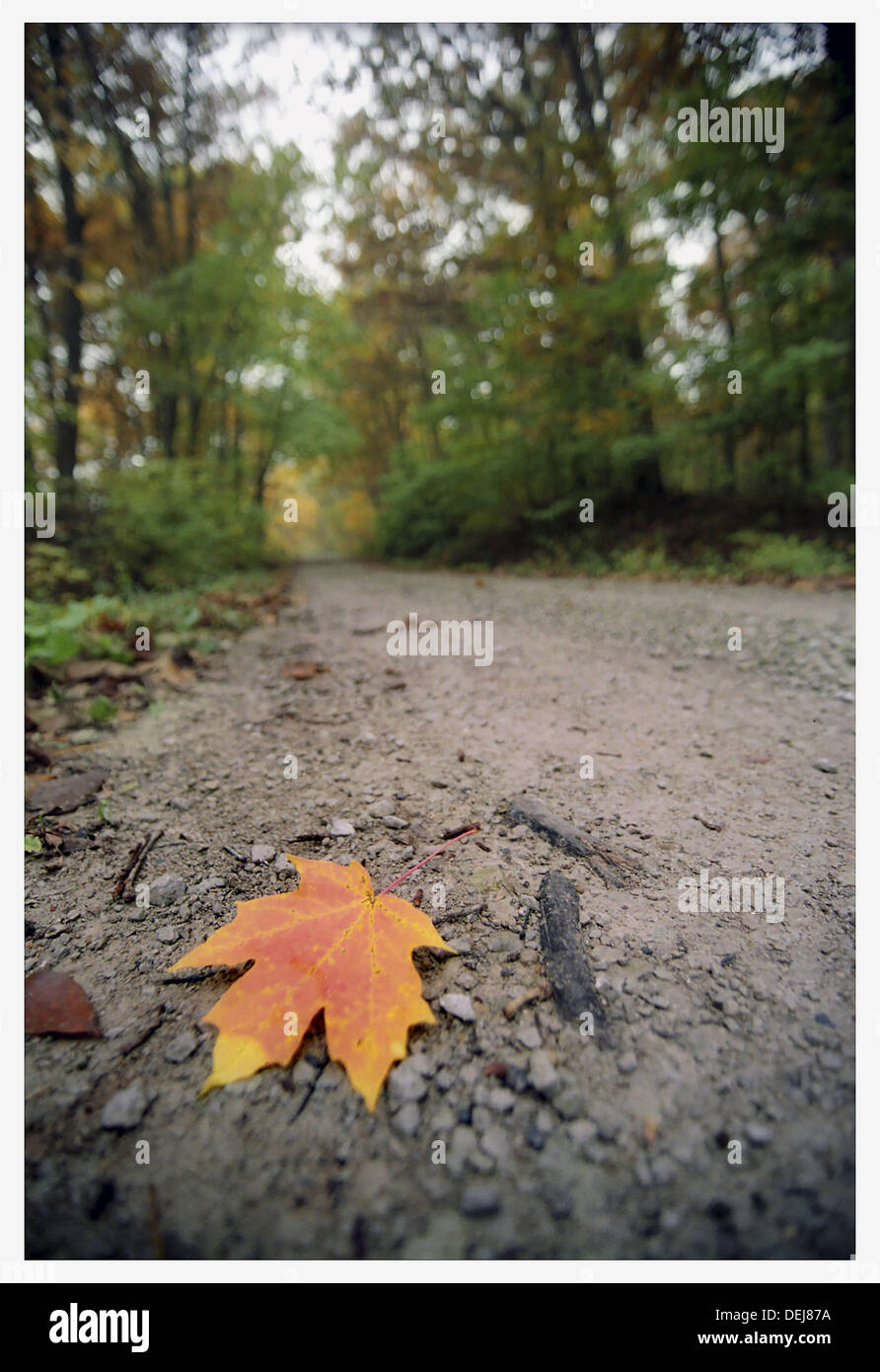 Dried out maple leaf hi-res stock photography and images - Alamy