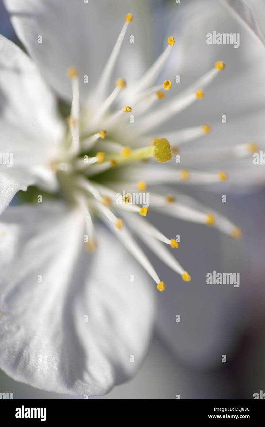 Dogwood cornus sp hi-res stock photography and images - Alamy