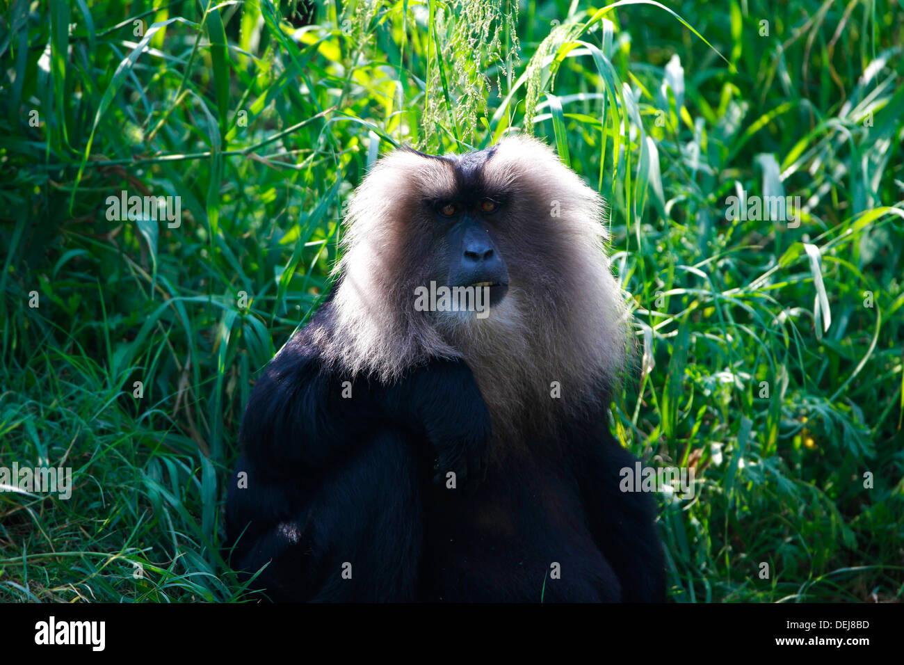 Macaque animal wildlife hi-res stock photography and images - Alamy
