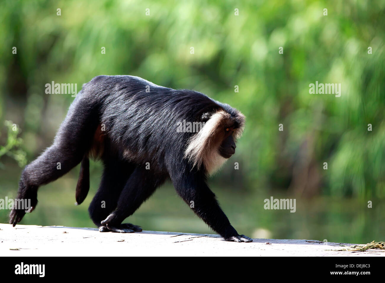Lion-tailed macaque,Monkey,Animal in the wild,Mammal,Animal,Delhi ...