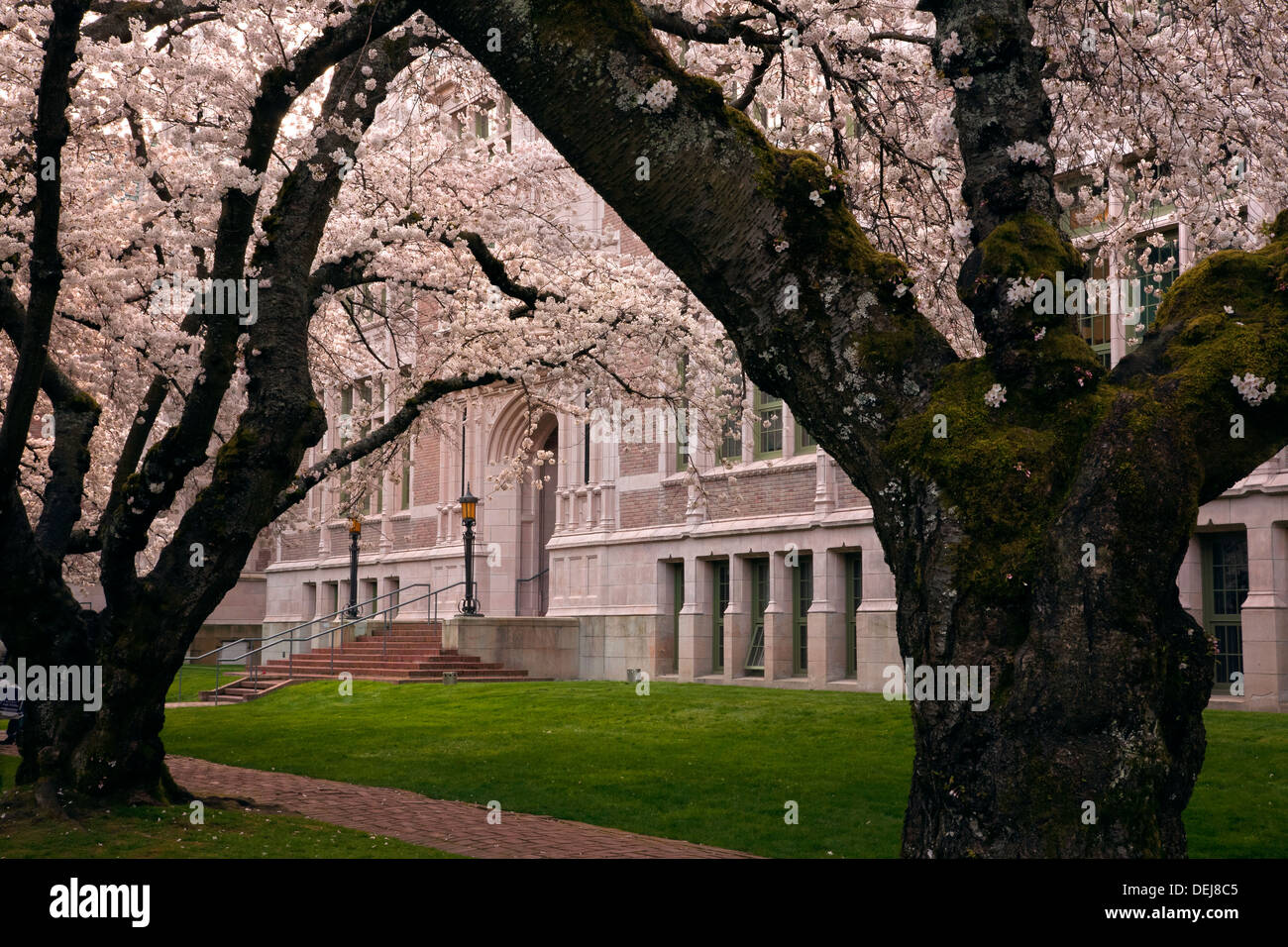 WASHINGTON - Cherry trees in bloom along the Quad at the University of ...