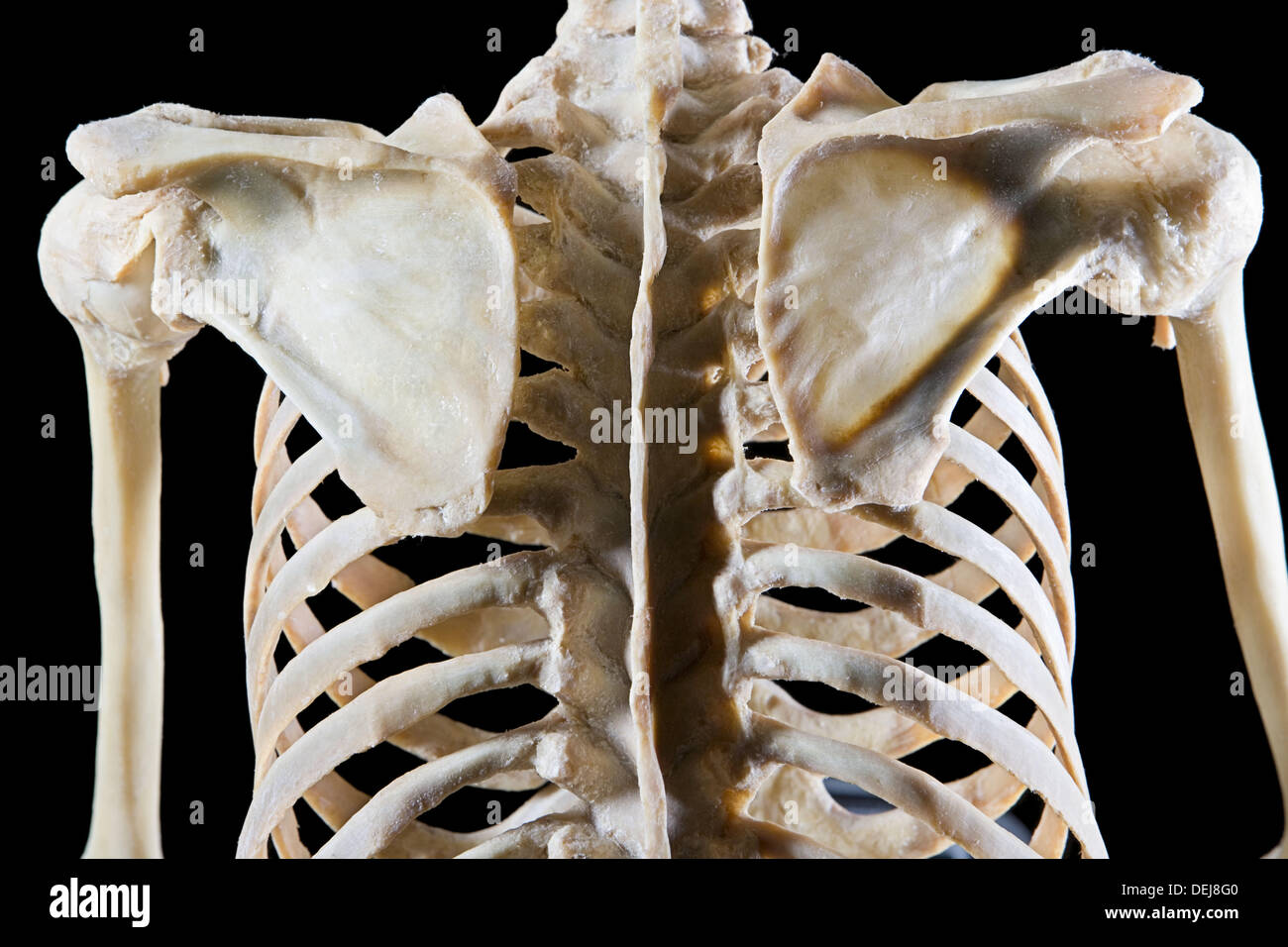 Human Shoulder Blade High Resolution Stock Photography and Images - Alamy