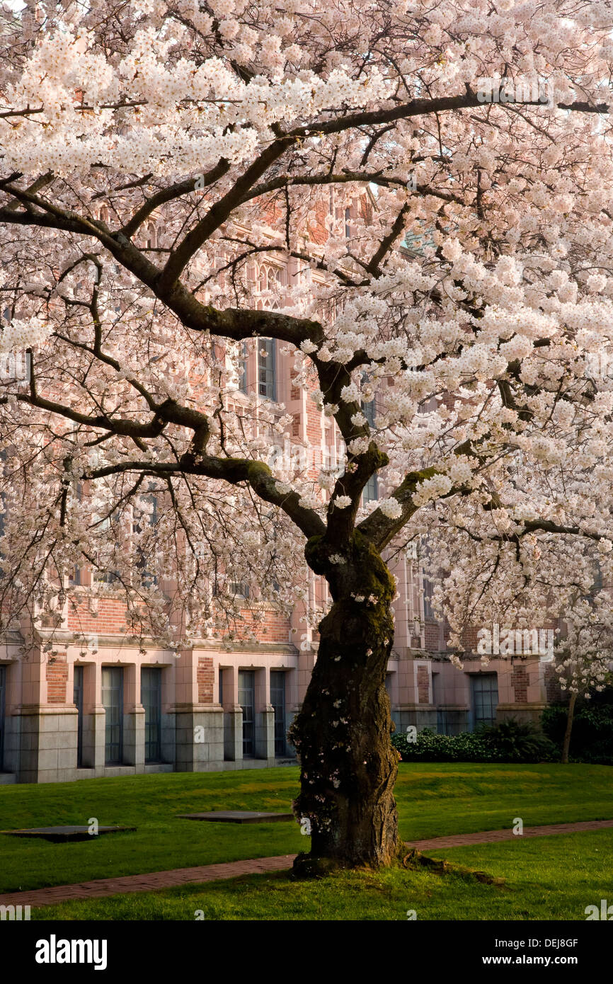 Uw quad cherry blossoms hi-res stock photography and images - Alamy